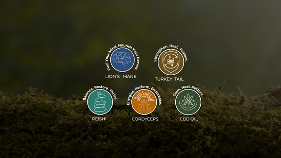 About Us – The Connection Hive